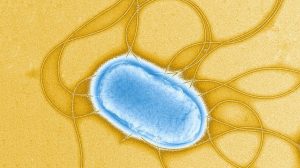 The mystery of the typhoid toxin - Imperial Medicine Blog
