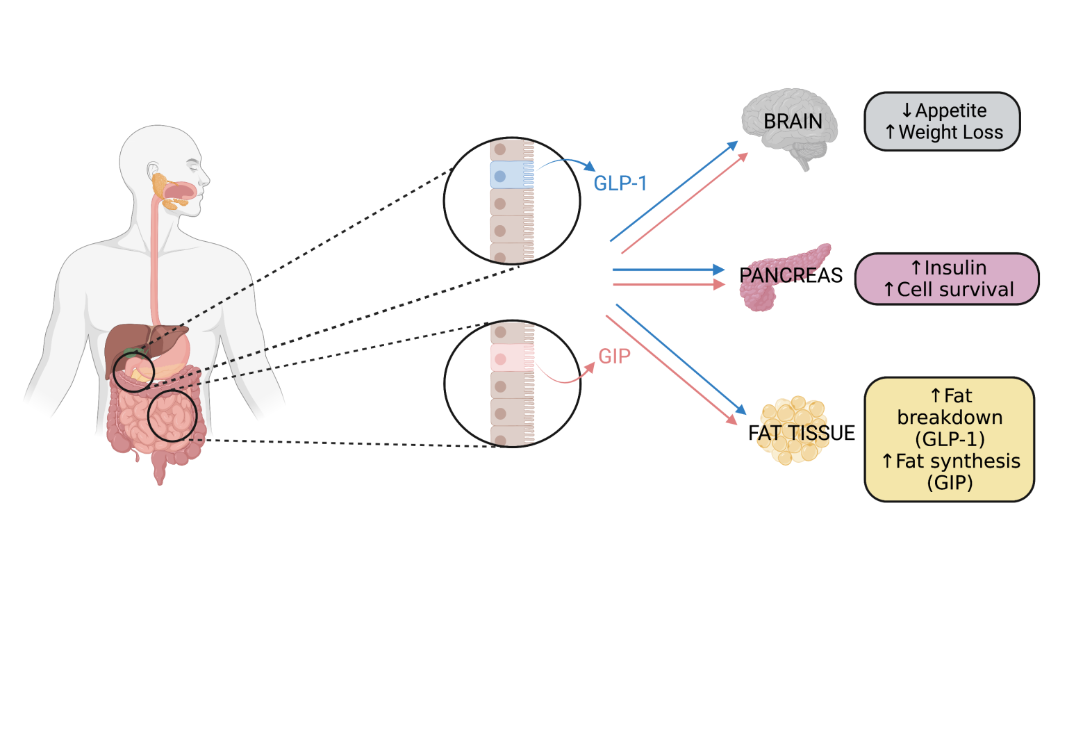 Targeting both incretin receptors together for a new generation of ...