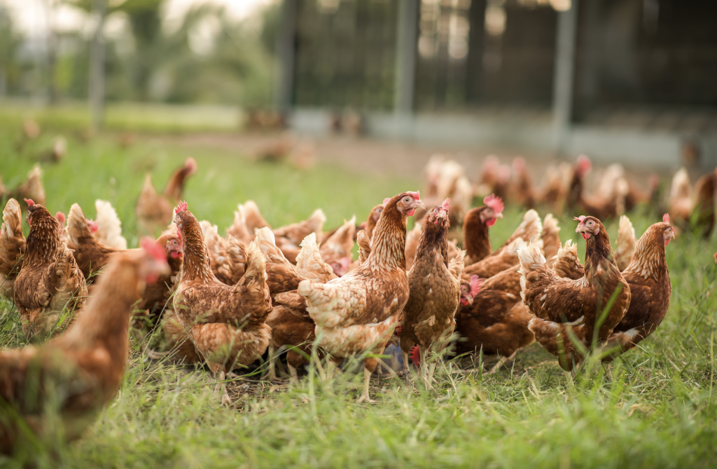 Is an H5N1 'bird flu' pandemic inevitable? - Imperial Medicine Blog