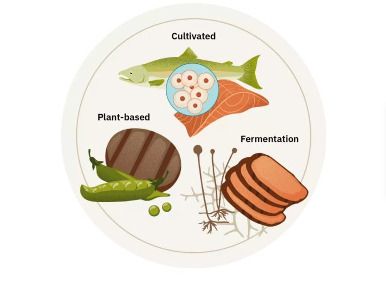 Alternative proteins – a bite for the environment - Institute for ...