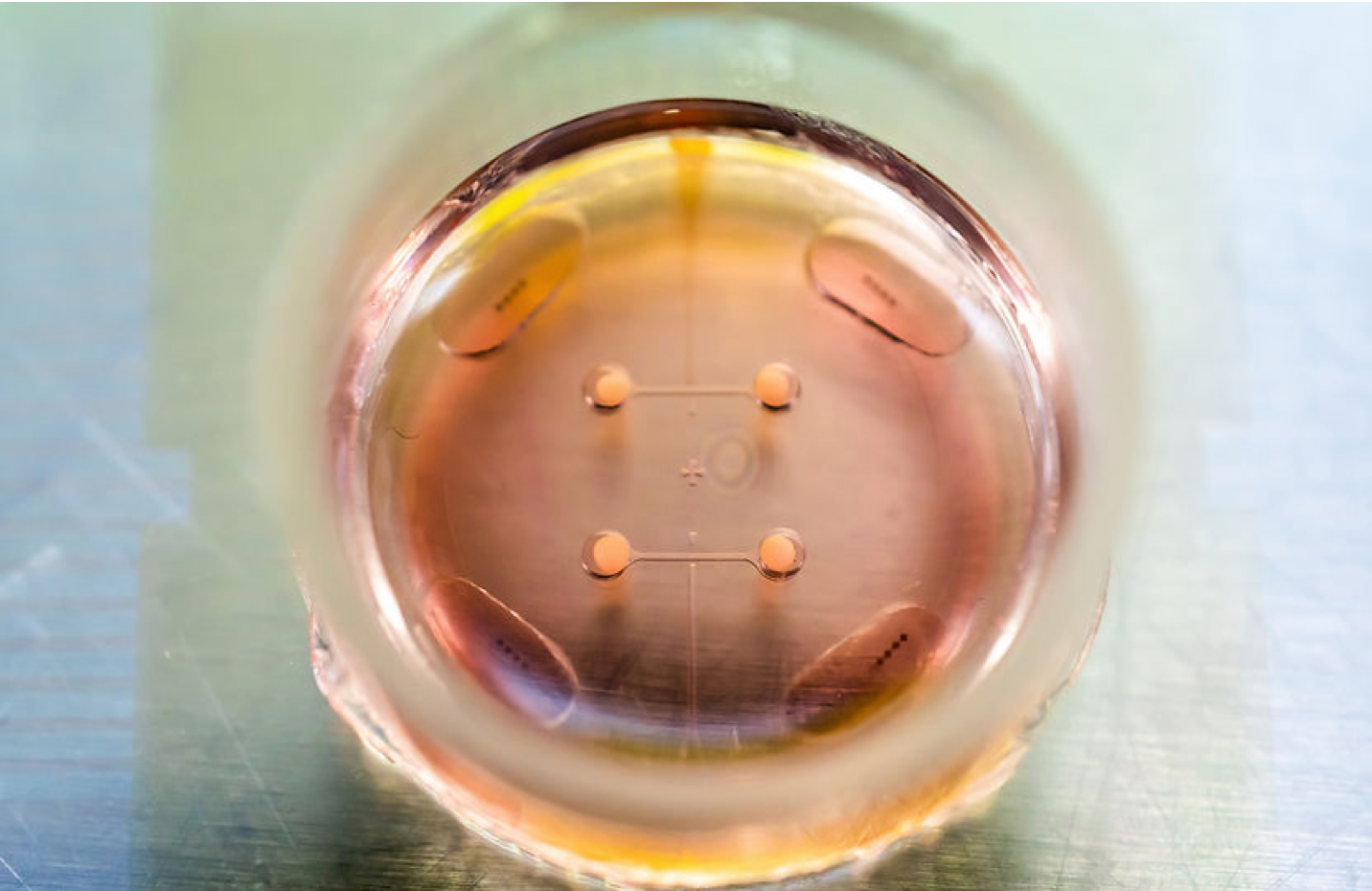 Accelerating the development of AI by creating artificial brain ...