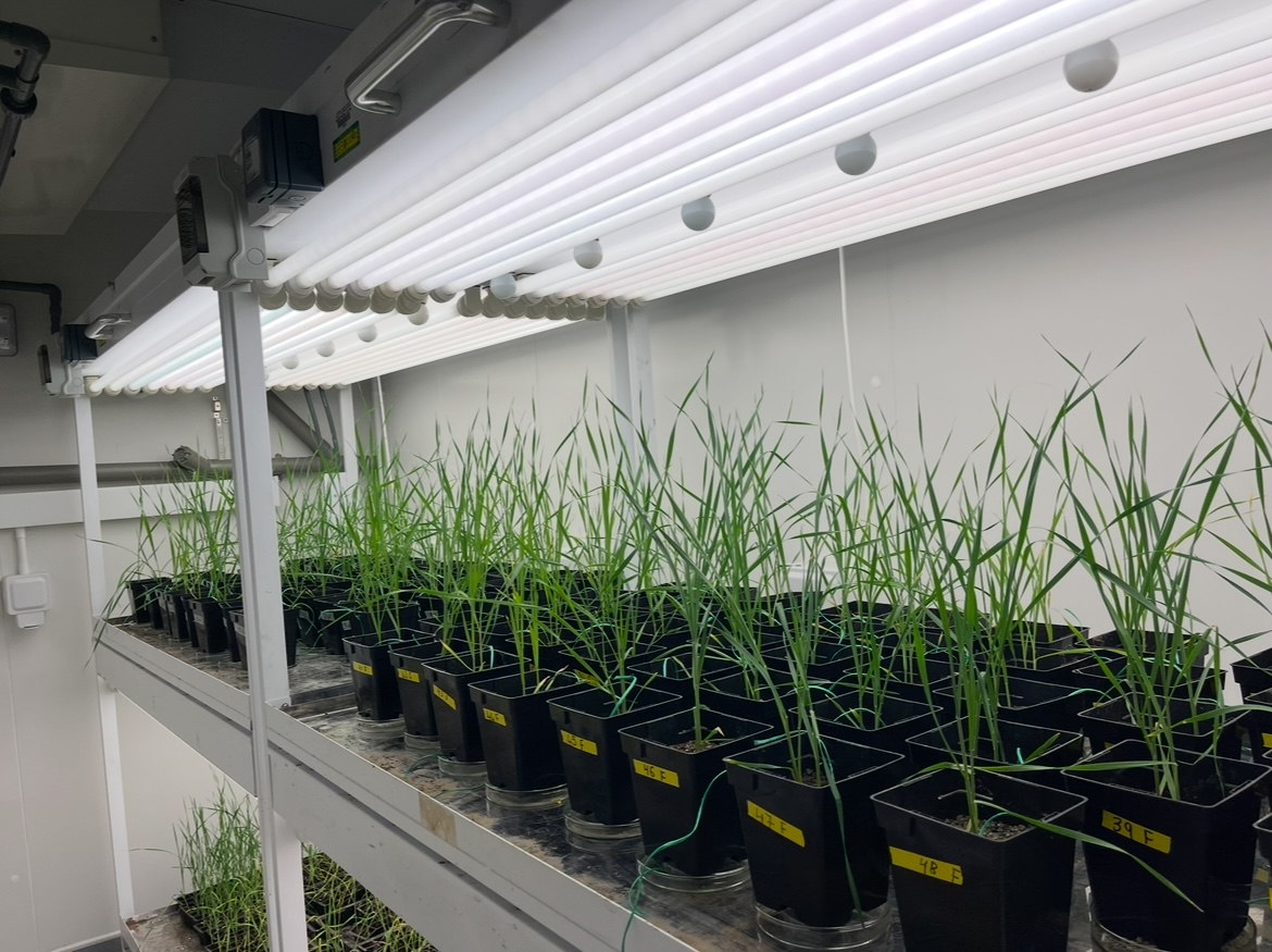 Restoring the world beneath our feet - Imperial Natural Sciences blog