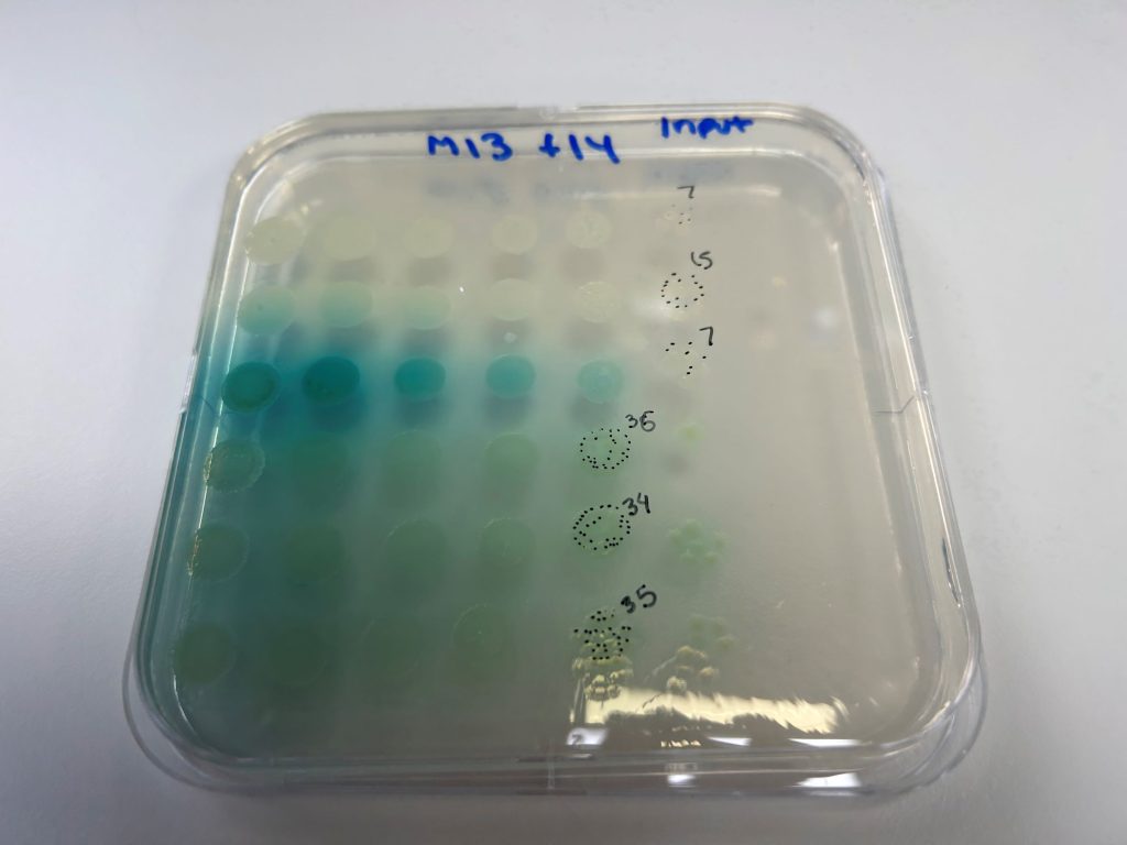 Bacterial Battle: Tackling Pseudomonas aeruginosa, a key threat in ...